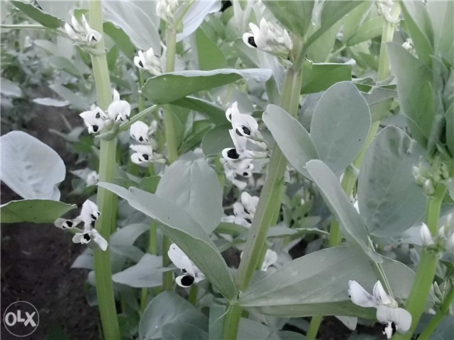 Sjeme - Bob (lat. Vicia faba) - Sjemena - OLX.ba