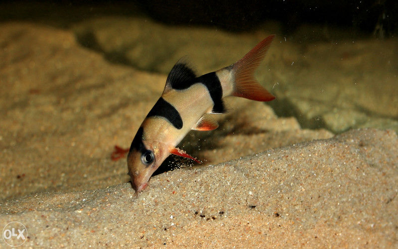 botia makrakanta - Ribice - OLX.ba