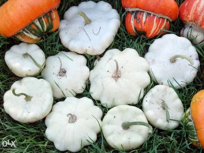 Tikvice: Patišon tikvica ~15+ sjemenki - Moj dom - Sjemena - Banja Luka ...