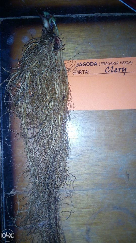 Frigo sadnice jagode sa certifikatom - Sadnice - OLX.ba