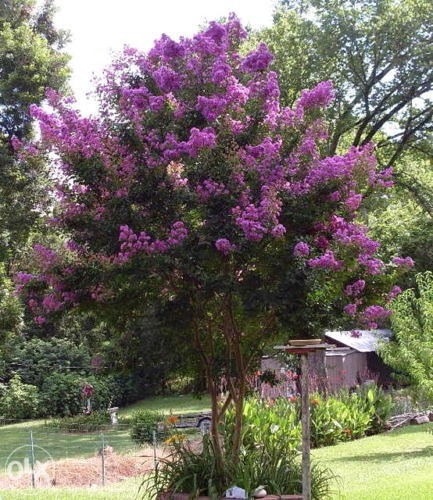 Indijski jorgovan (lagerstroemia indica) sadnice - Sadnice - OLX.ba