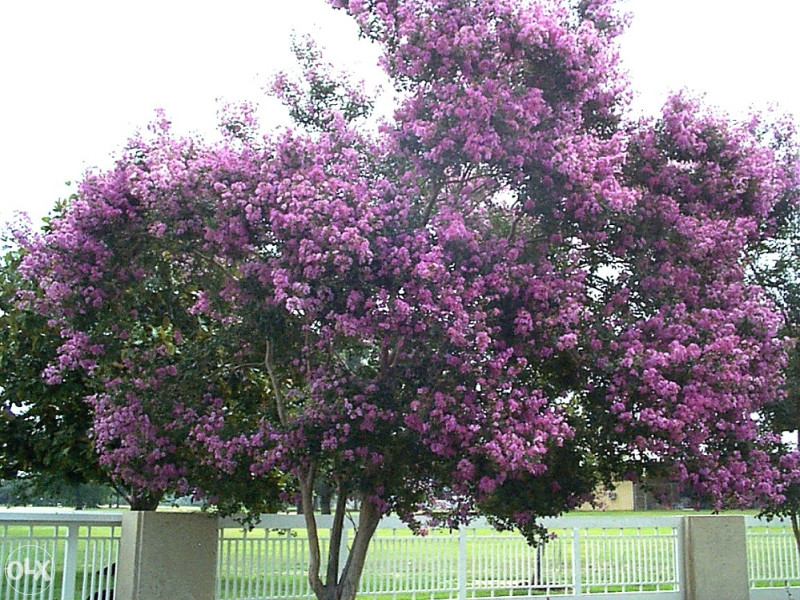 Indijski jorgovan (lagerstroemia indica) sadnice - Sadnice - OLX.ba