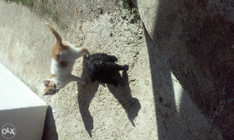 Hrvatski ovcar(pulin,vracalica) - Psi i Štenad - OLX.ba