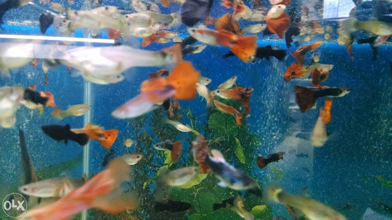 Gupi mix - Ribice - OLX.ba