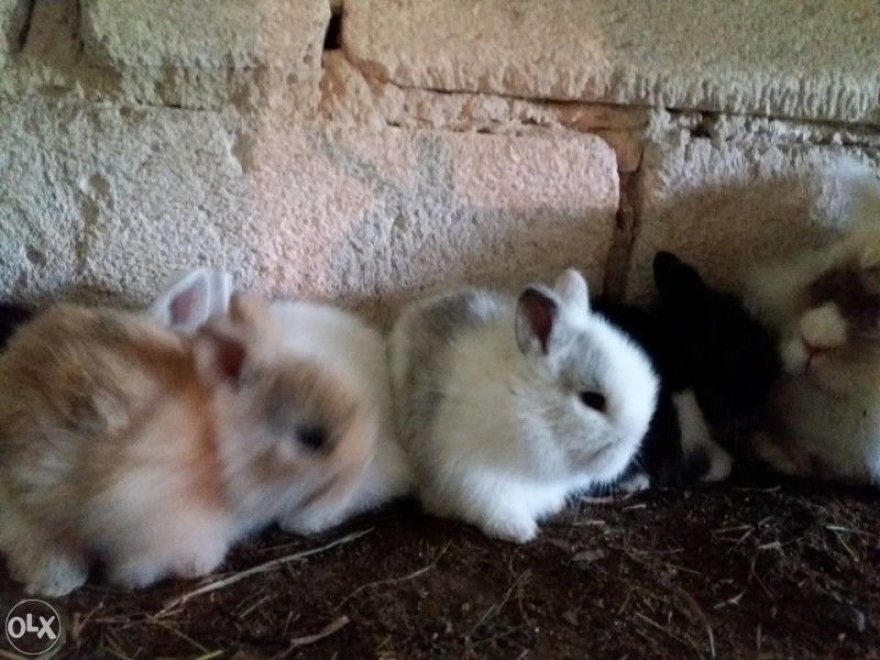 Zeko. Zec. Kunic LAVLJA GLAVA PATULJASTI CISTOKRVNI - Kunići - OLX.ba