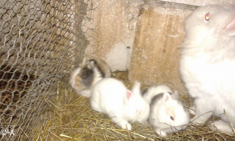 Zeko. Zec. Kunic LAVLJA GLAVA PATULJASTI CISTOKRVNI - Kunići - OLX.ba